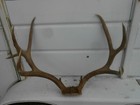 34 0/8" wide TROPHY MULE DEER RACK antlers whitetail sheds taxidermy ...