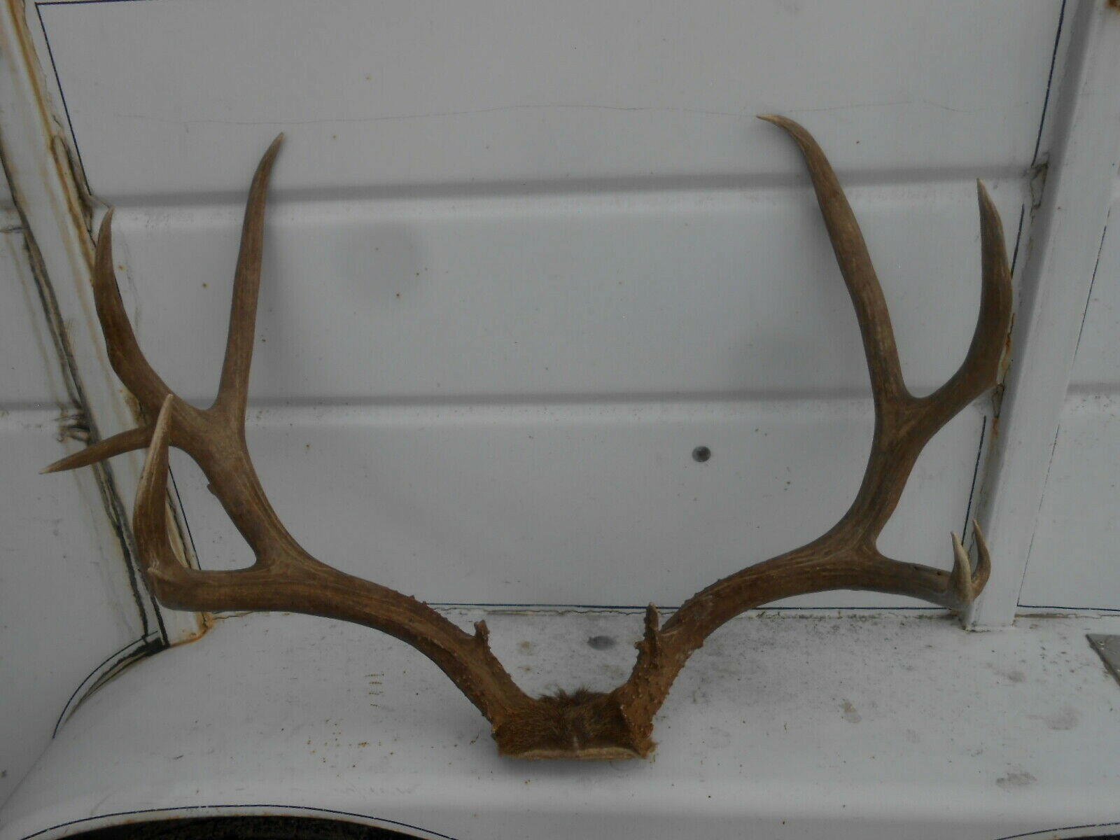 34 0/8" wide TROPHY MULE DEER RACK antlers whitetail sheds taxidermy ...