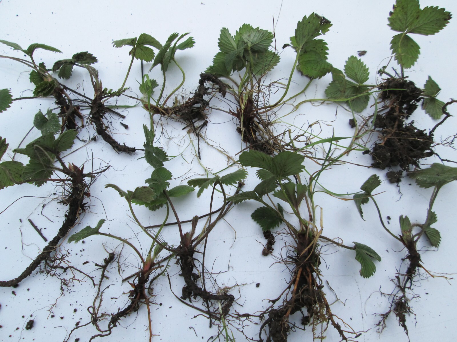 10 x Wild Alpine Strawberries Bare Rooted Plug Plants Full Hardy Fruit ...