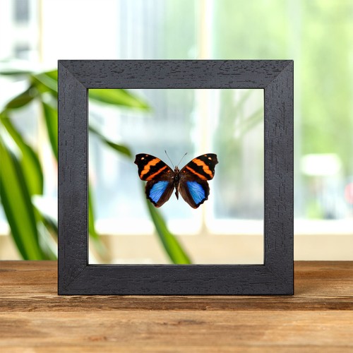 Orea Banner Butterfly In Clear Glass Frame (Epiphile orea) | eBay