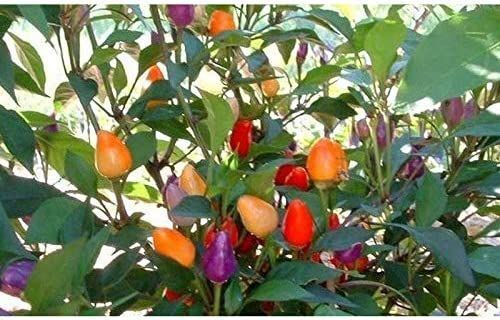 Bolivian Rainbow Pepper Seeds (25 Seed Pack) | eBay