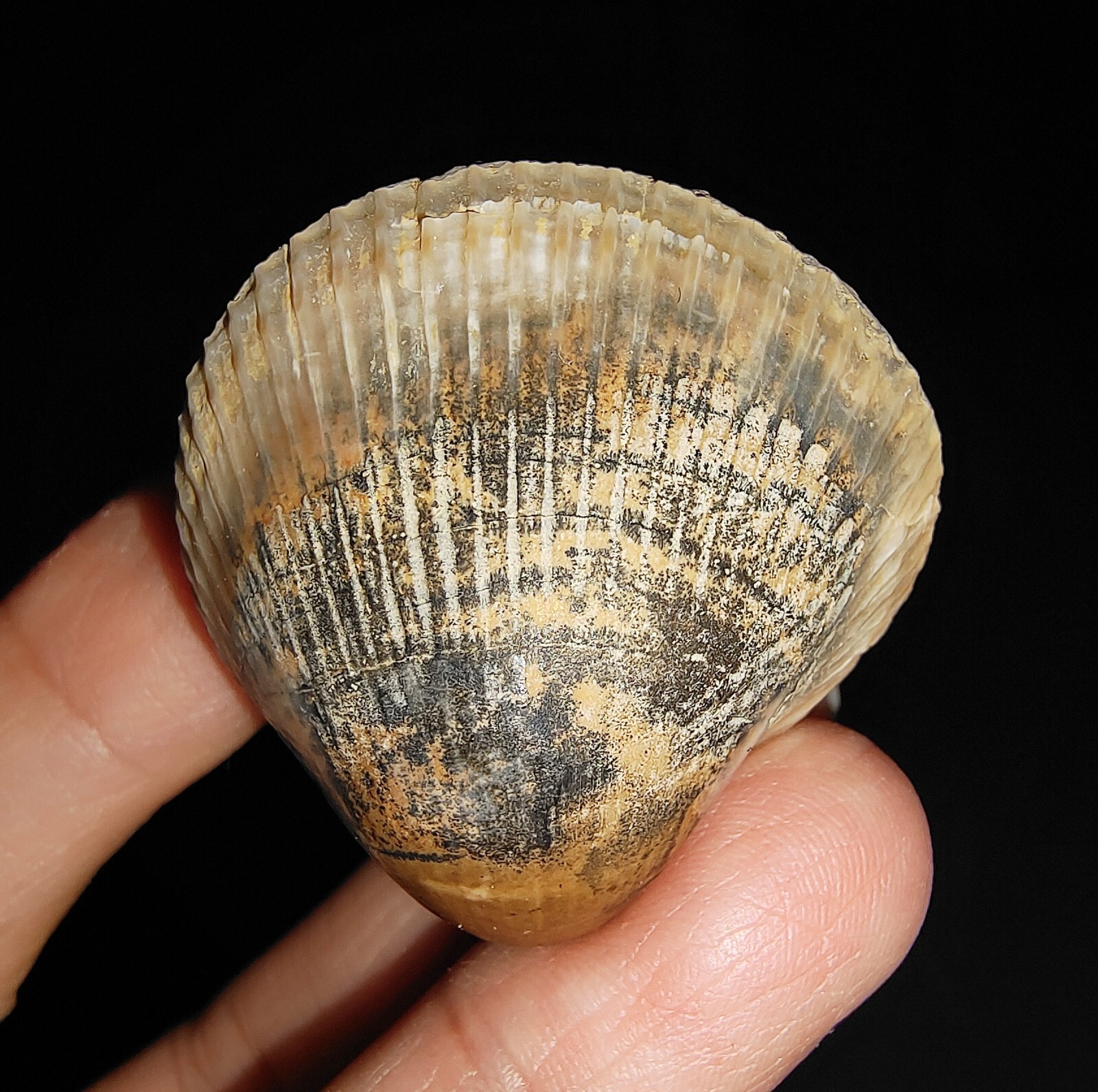 004, SEA SHELL MOLLUSCA, CLAM FOSSIL BIVALVIA CARDIDAE FROM JAVA ...