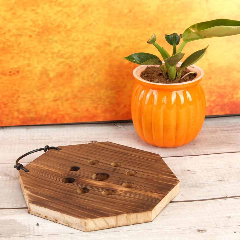 Staghorn Fern Mounting Board Kit Hanging Wall Planter Wood Plant Holder ...