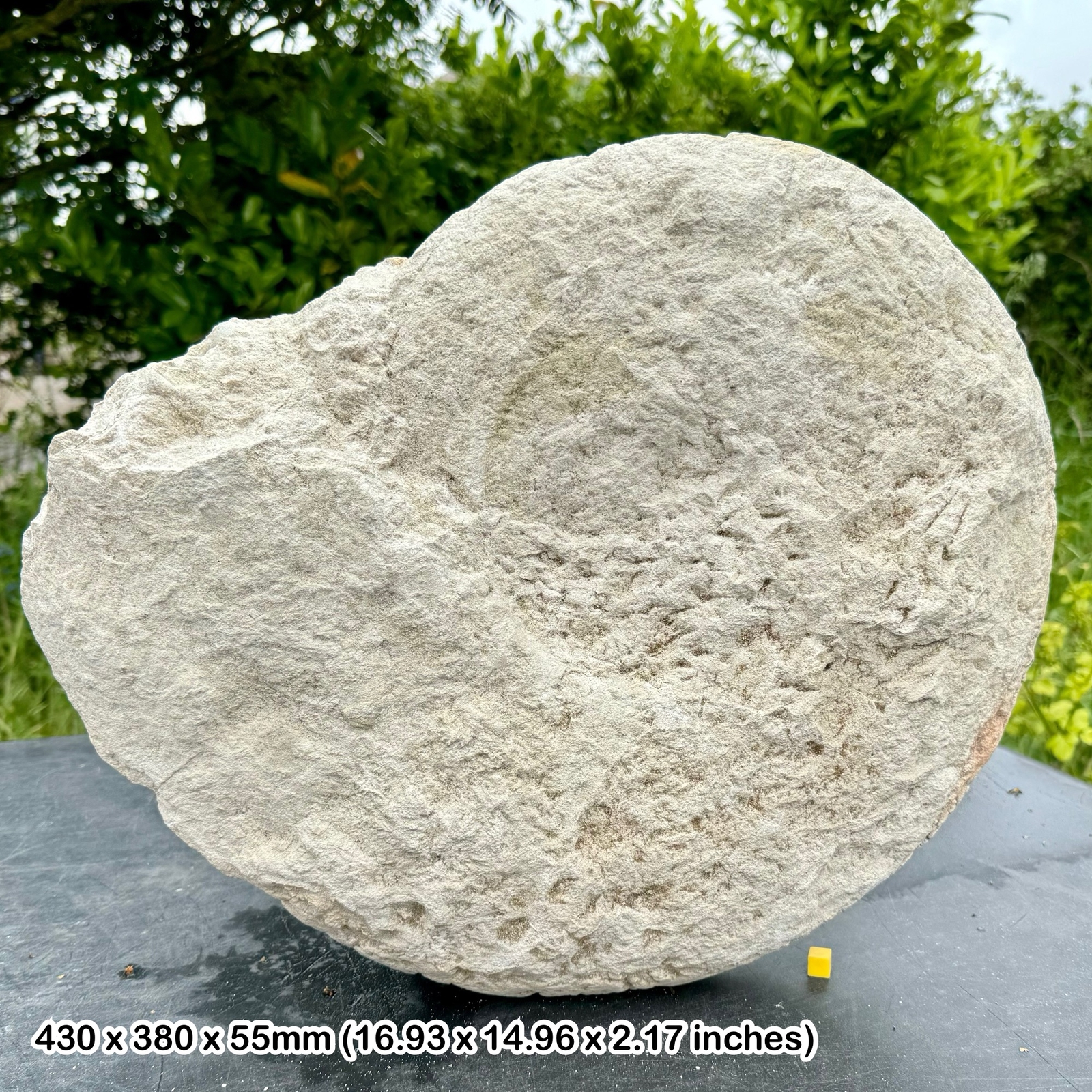 Giant Chalk Ammonite Fossil - Cretaceous, Eastbourne, Sussex ...