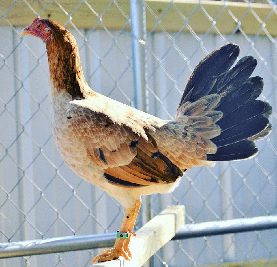 6 Pure Larry Romero Raptor Sweater Gamefowl Poultry Chicken Hatching ...