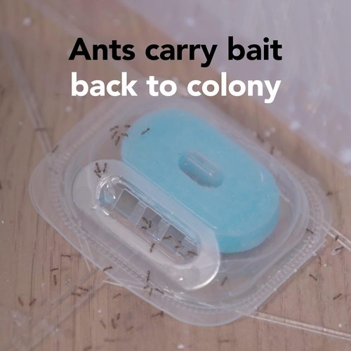 Raid Max Liquid Ant Bat; Kills Ants Where They Breed, For Indoor and ...