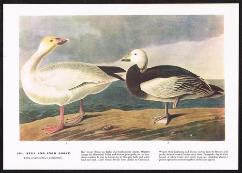 Audubon Blue Snow Goose Bird Art Duenewald Ltd Edition Vintage Print | eBay