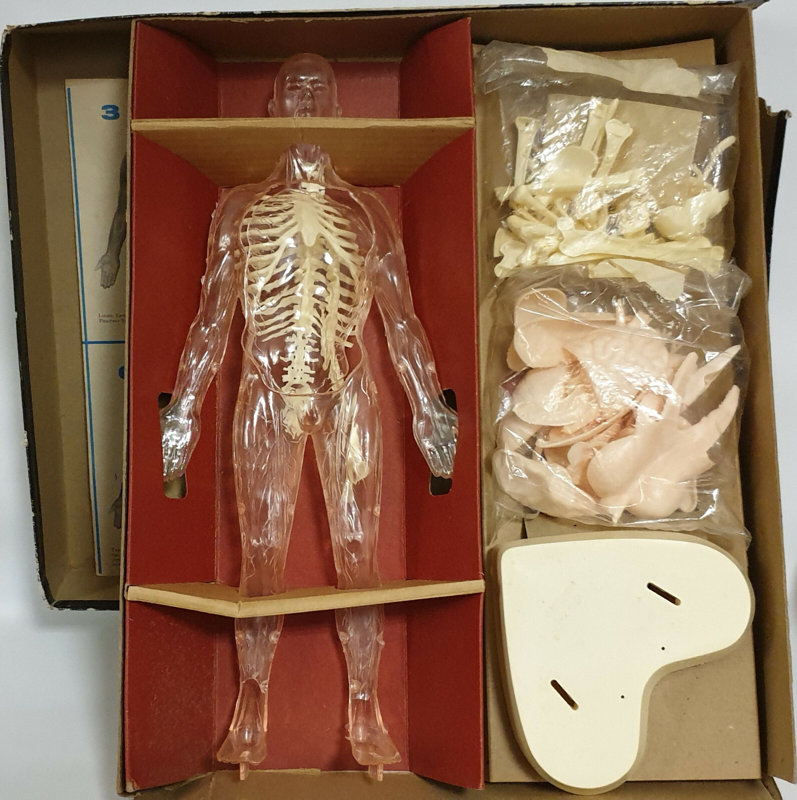 MAN : THE VISIBLE MAN MODEL KIT MADE BY RENWAL - VERY RARE | eBay