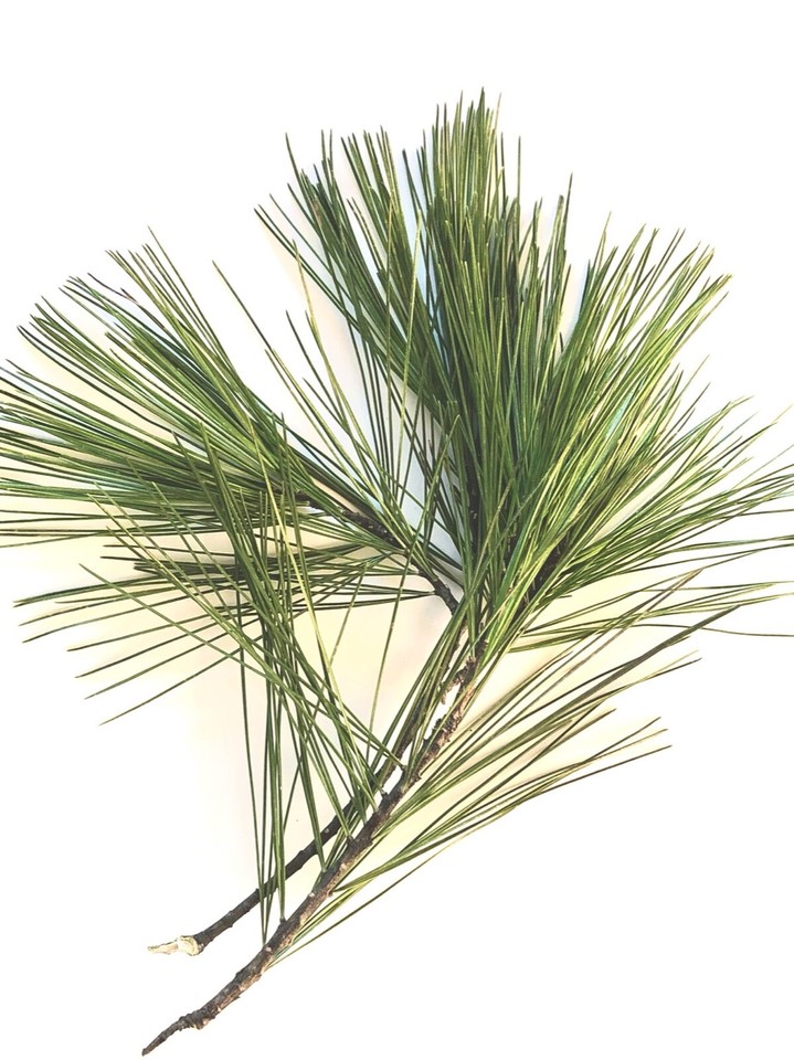 Fresh Eastern White Pine Needles and Tips Pine needle Tea Bath | eBay