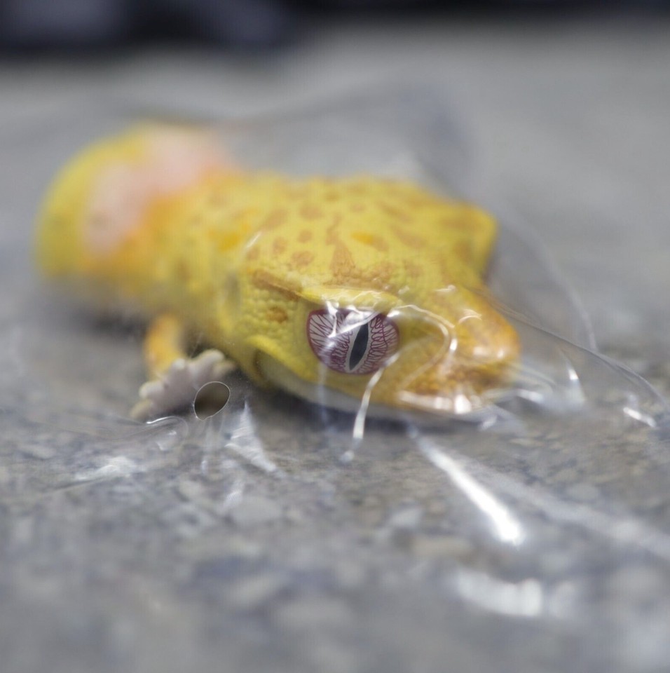 Bandai Gashapon Leopard Gecko Action Figure Selection | eBay