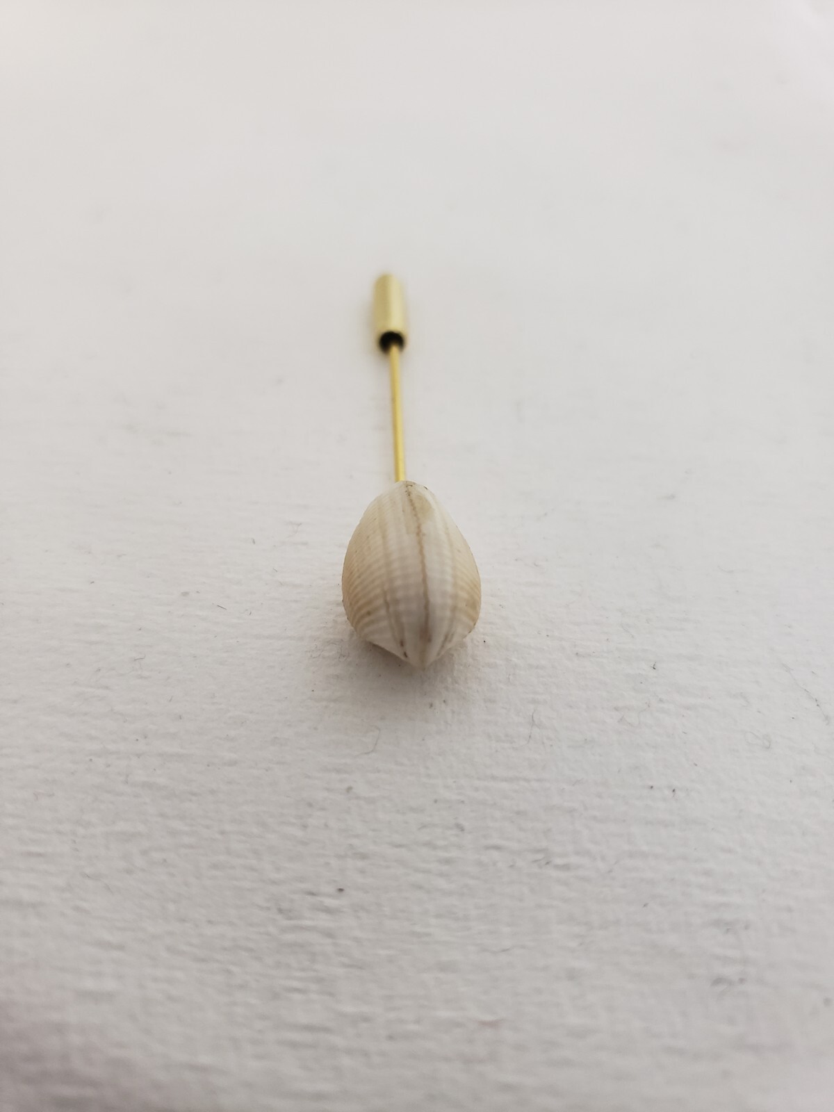 Real Sea Clam Shell Hat Lapel Stick Pin Brooch SuperRare Mini White ...