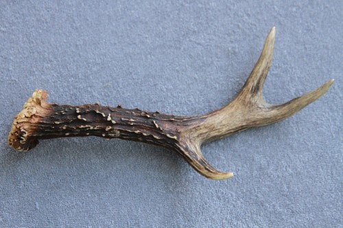 NATURALLY SHED WILD ROE DEER ANTLER (HORN, CABIN, CARVING, ART, JEWELRY ...