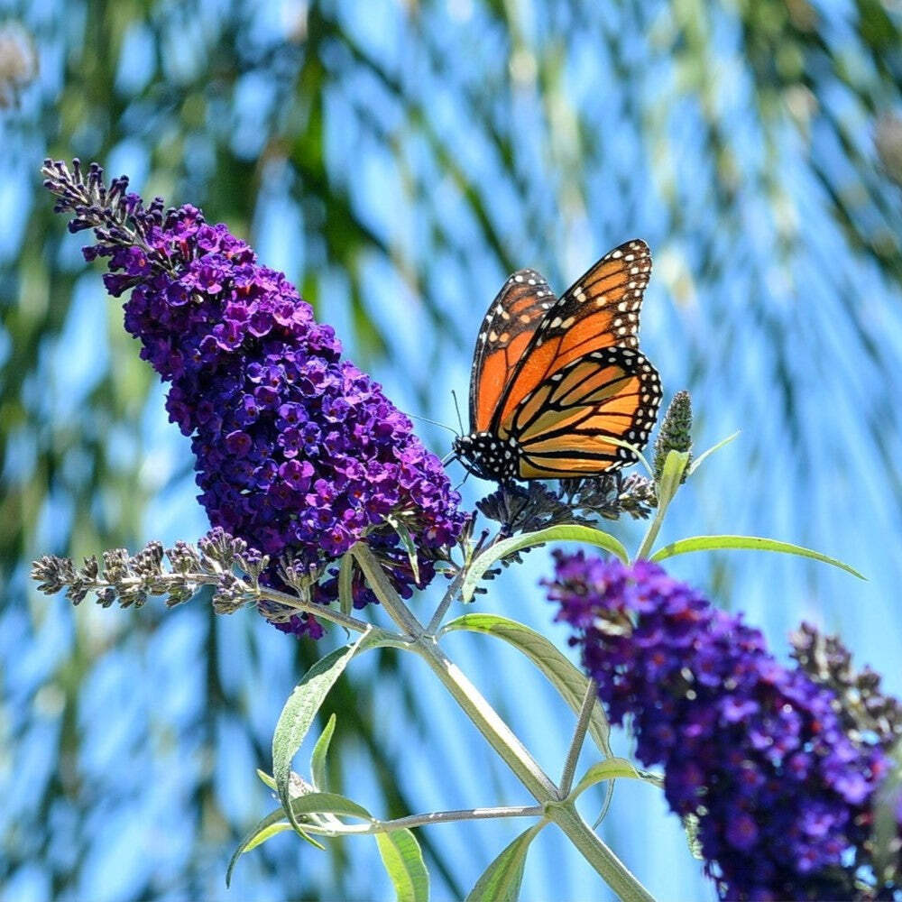 Rare Buddleja