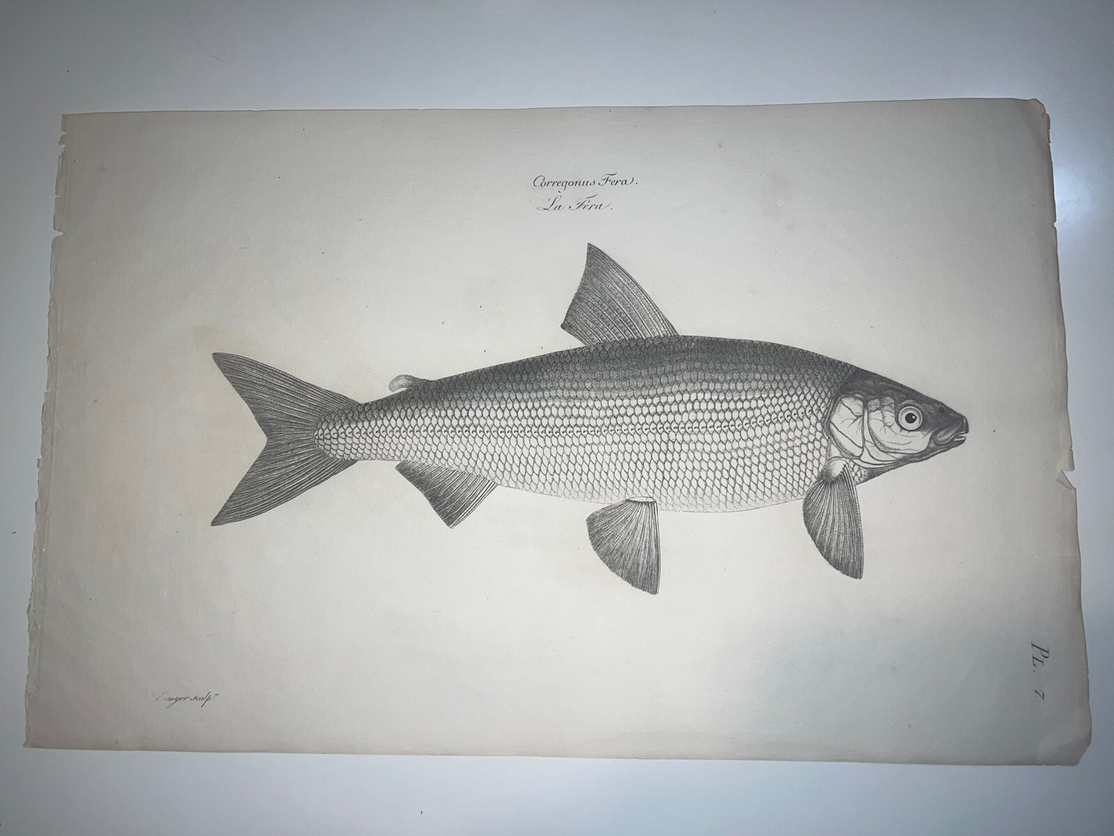 1825 Antique Fish Engraving The Whitefish | eBay