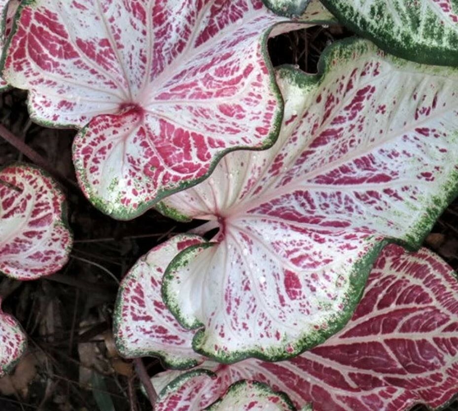 (2) Caladium Peppermint Bulb #2 | eBay