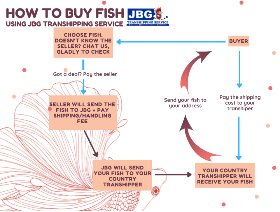 Live Betta Fish HMPK Red Koi Copper Gold Female $QO04 From Indonesia | eBay