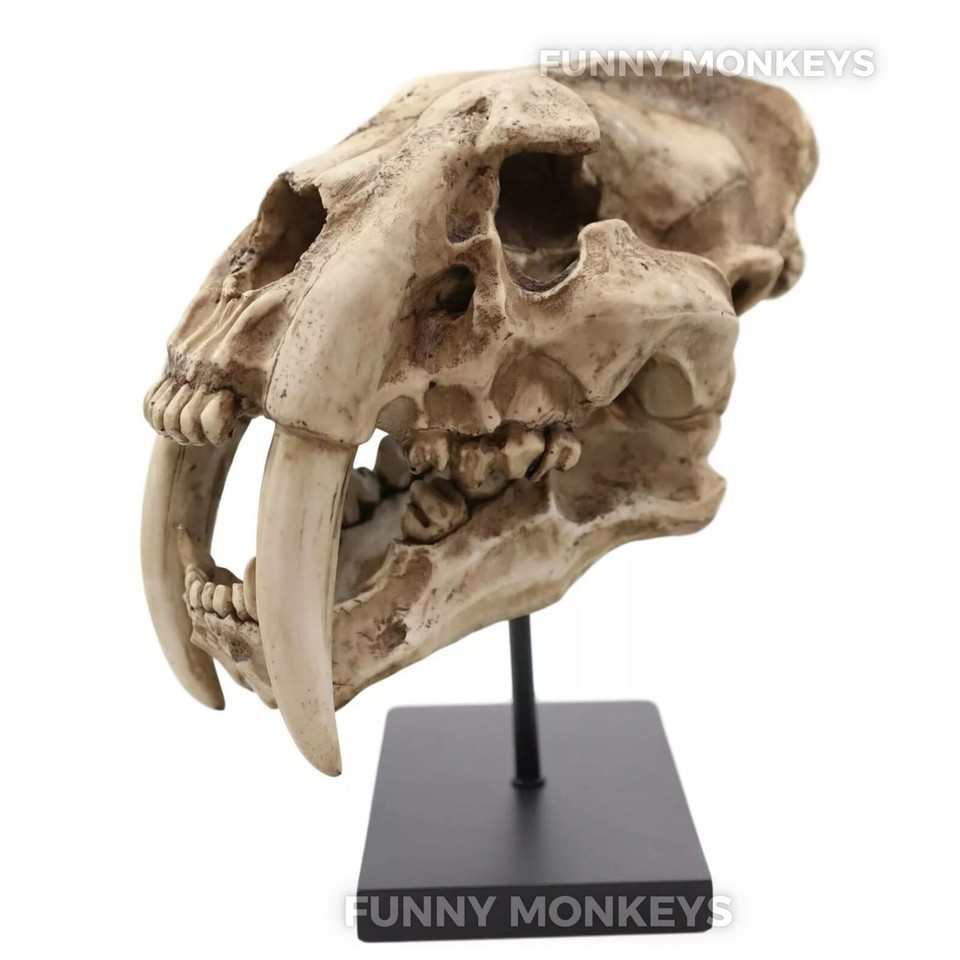 Prehistoric Animal Replica Sabertooth Tiger Cat Fossil Skeleton Skull ...
