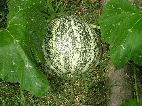 Pumpkin SILVER EDGE-Pumpkin Seeds-GROW FOR HEALTHY, EDIBLE SEEDS-15 ...