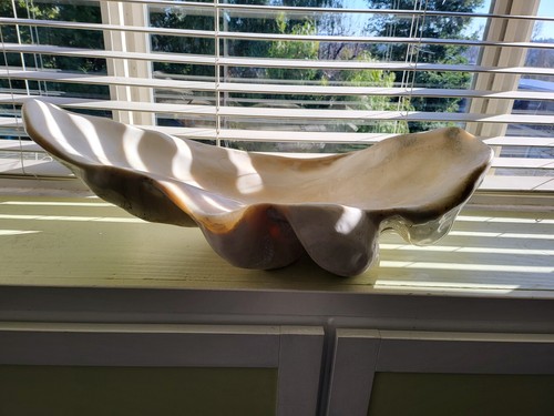 White/Cream Decorative Large Half Clam Shell 24" X 12" X 9" - 59 pounds ...