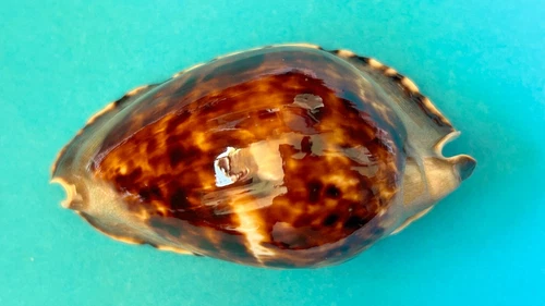 The Most Valuable Seashells (Rarest Sold For $8,000+) - VIP Art Fair