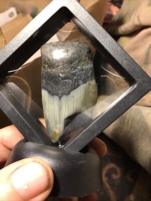 Megalodon Shark Tooth In Display Case | eBay