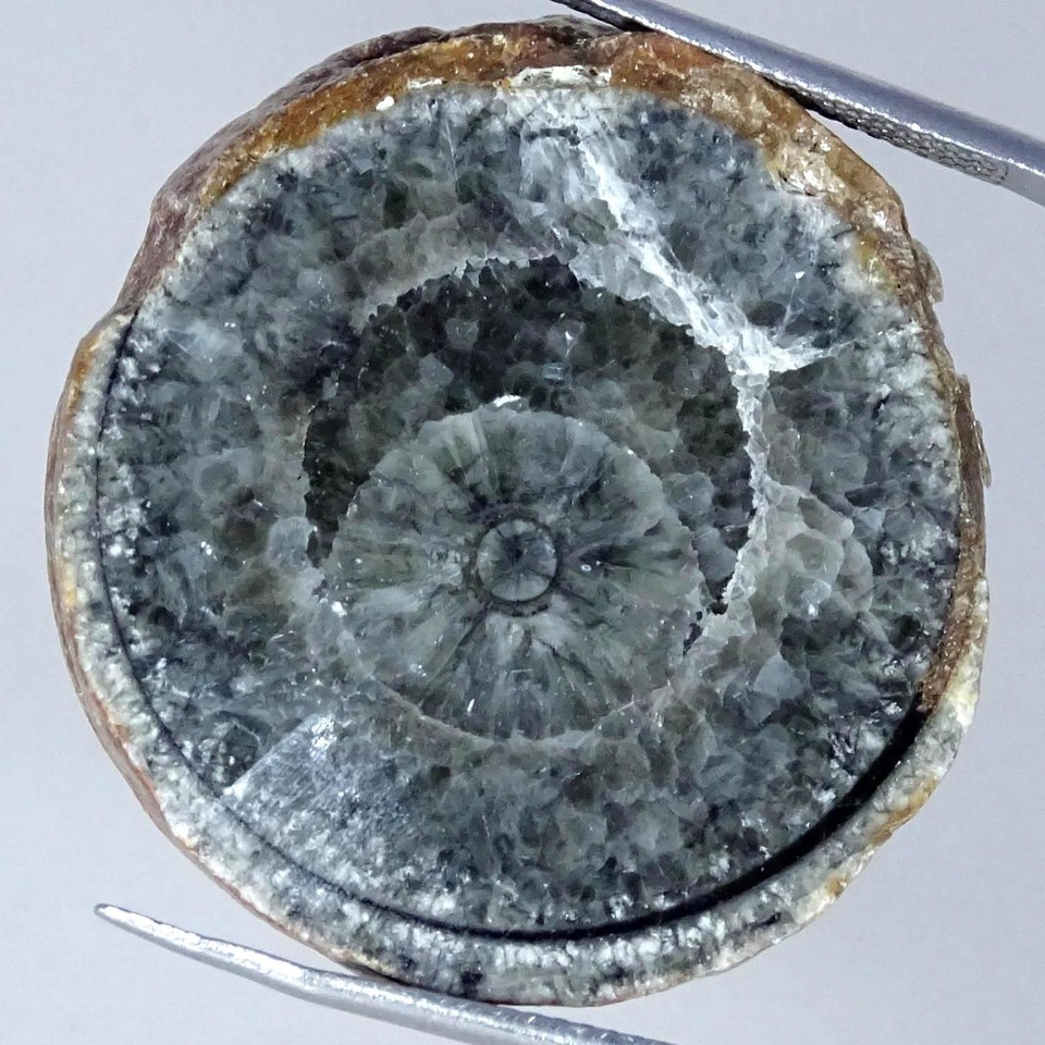35.30Cts Natural Orthoceras Fossil Slice Fancy Cabochon Gemstone ...