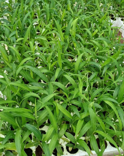 2 White Ginger Plants Zingiber Officinale Plants Fragrant Herb Seedling ...