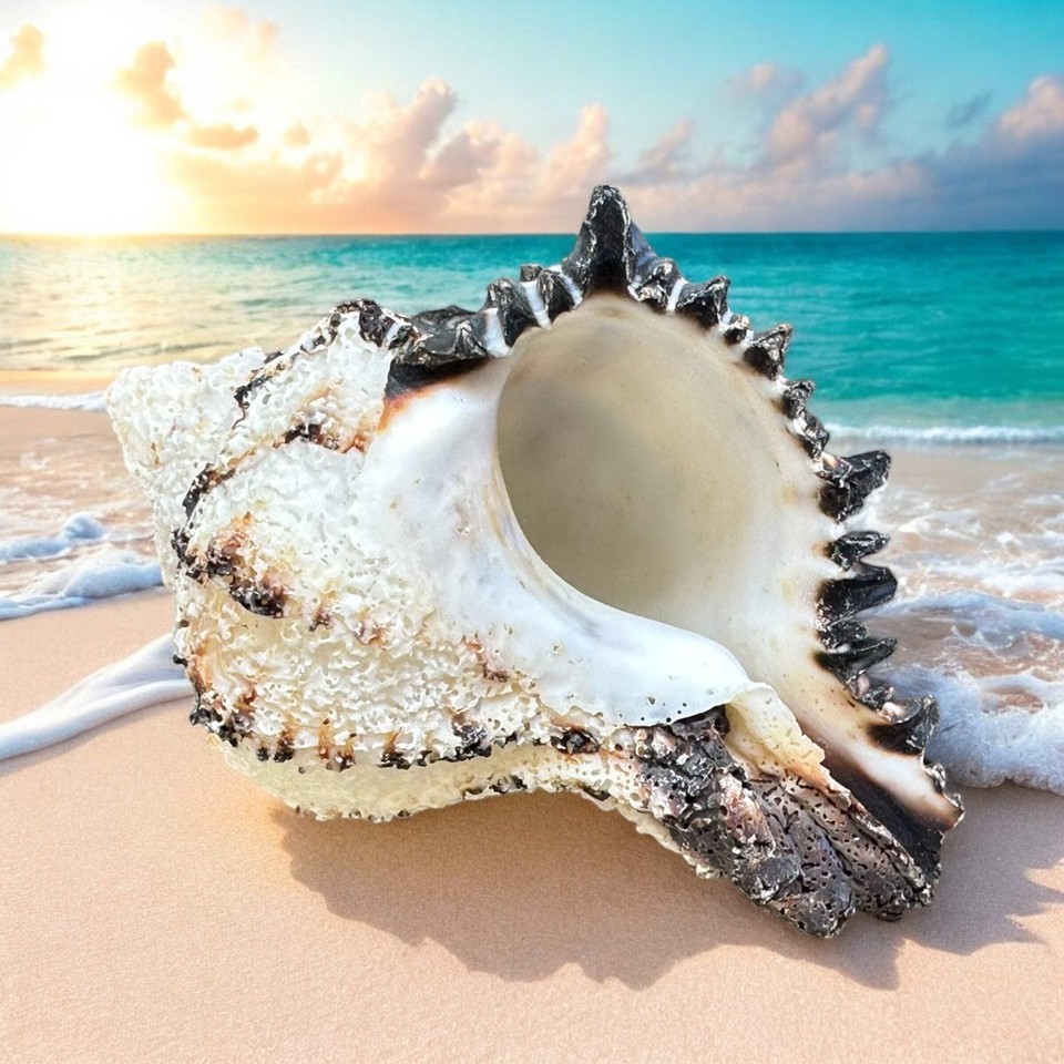 Conch Seashell Black White Spiky Natural Big Decorative Sea Shell Beach ...