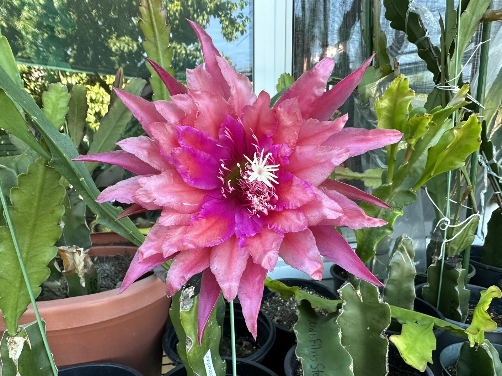 EPIPHYLLUM ORCHID CACTUS 'Kiwi Contradiction' cutting 8"-10" Long | eBay