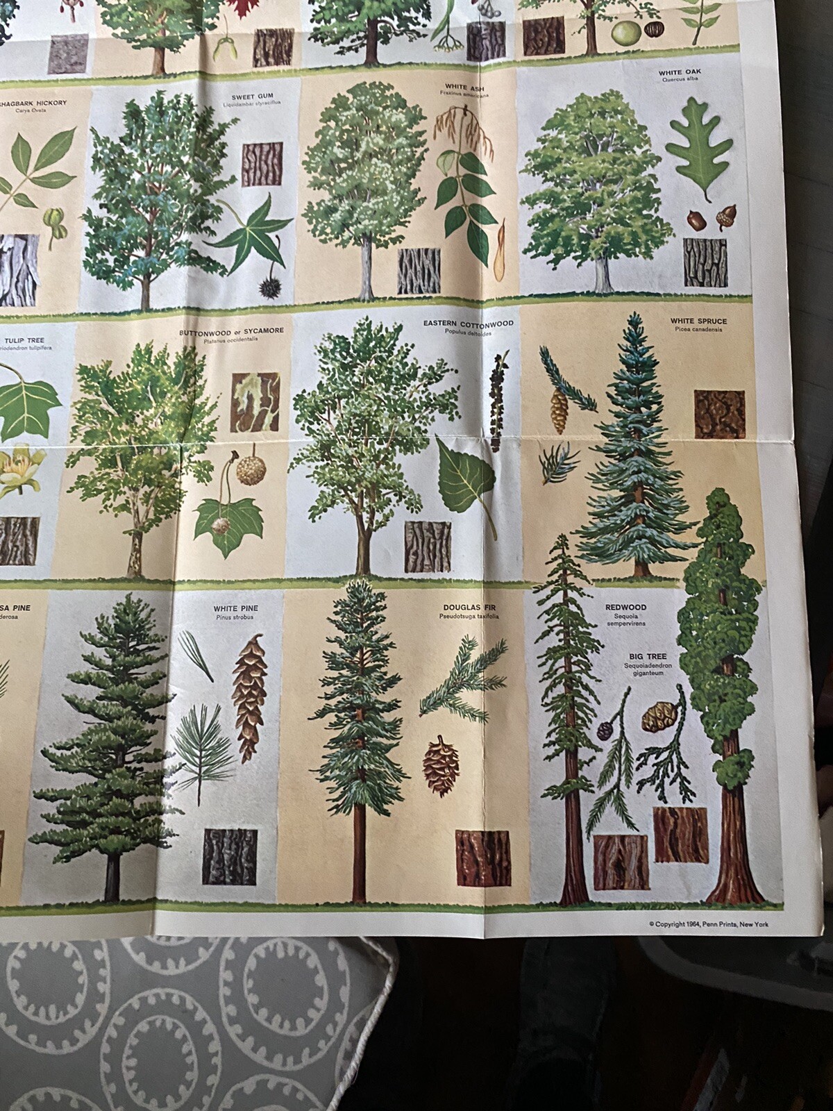 1964 American Woodlands Trees Poster: Penn Prints, New York Arbor ...