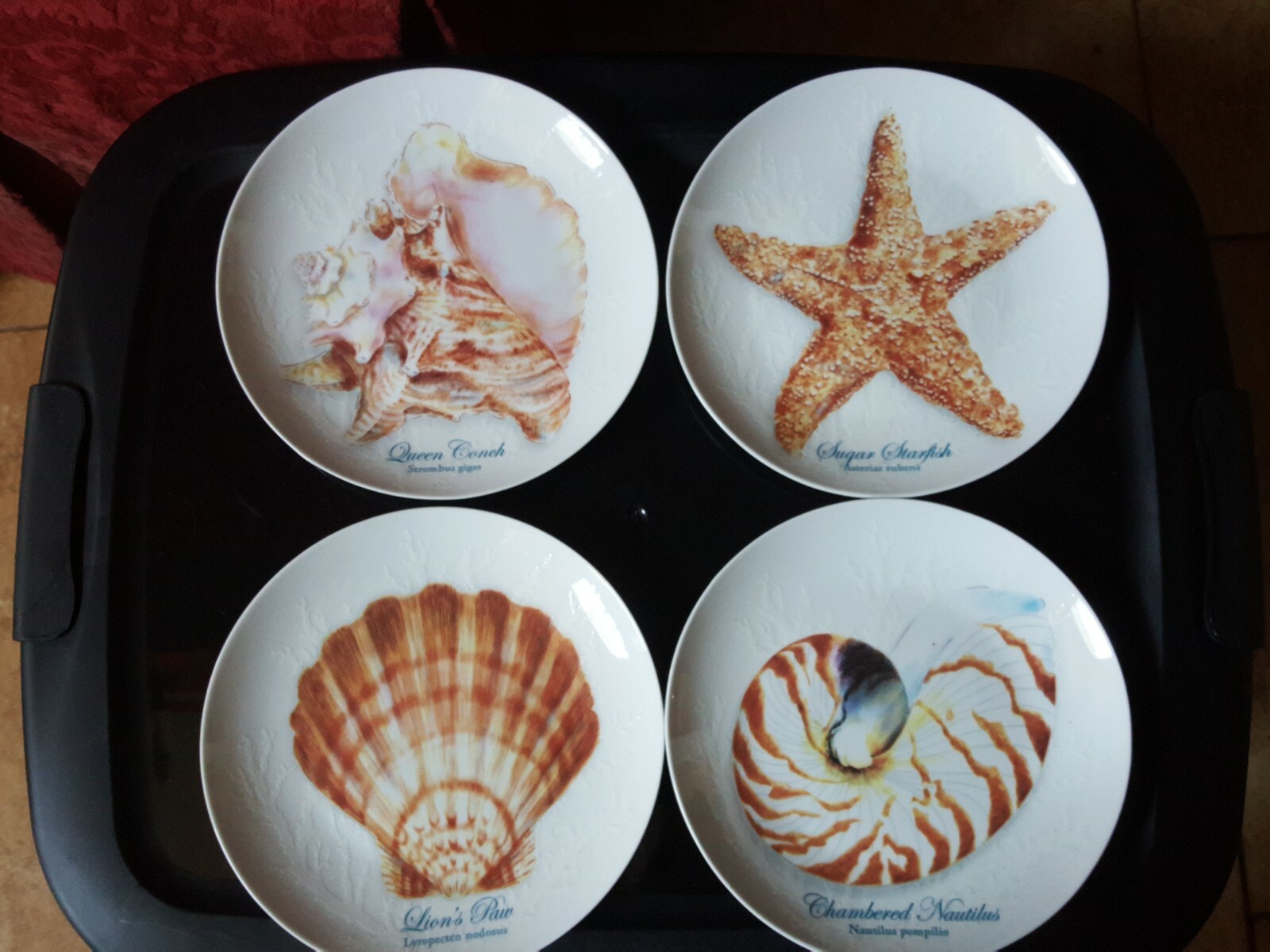 Florida Marketplace Seashell China Plate Set 4 Captiva Dinner Plates 8 ...