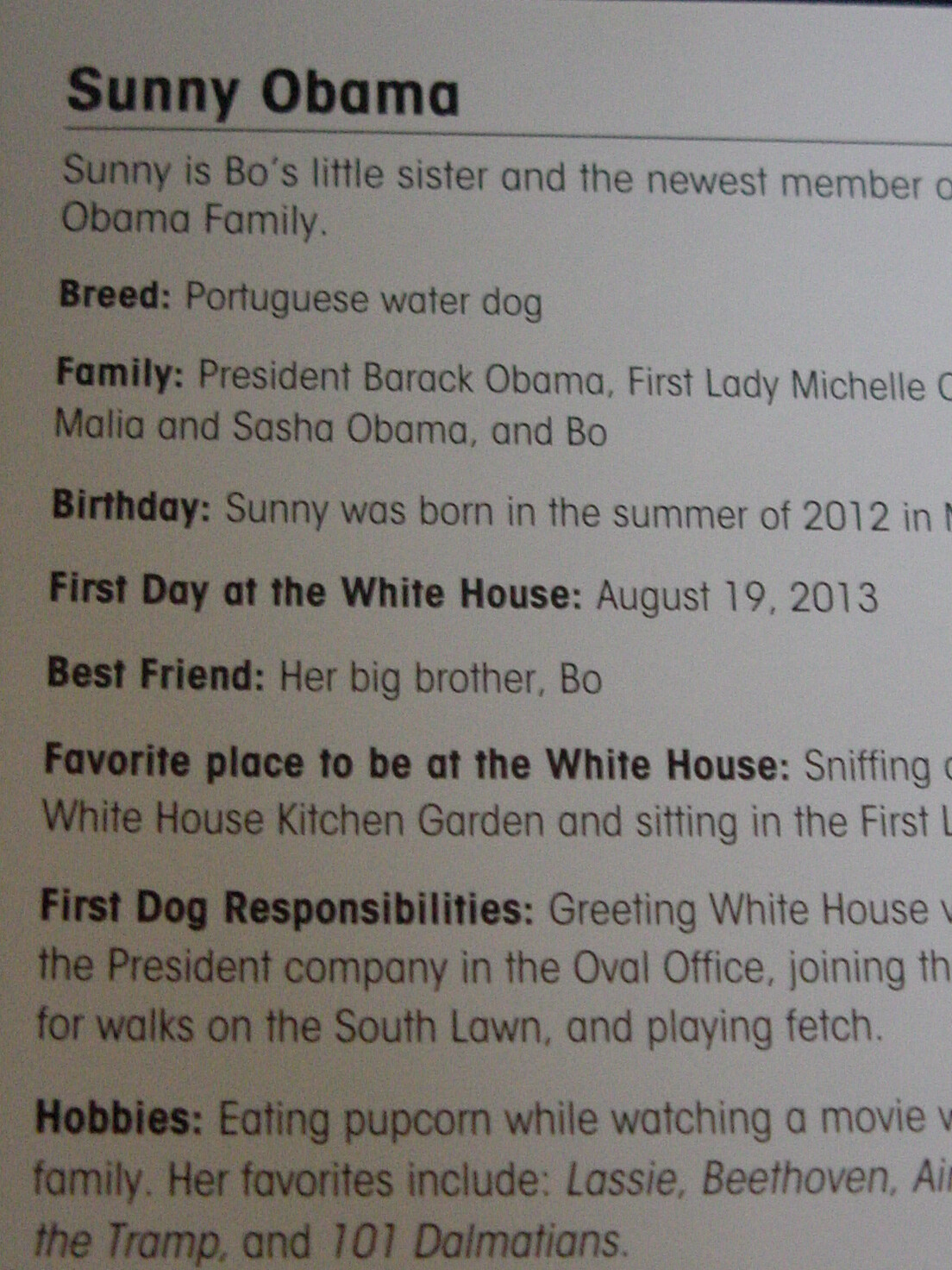 Lot of 3 President Obama Authentic Family Dog "Sunny" Identity card. | eBay