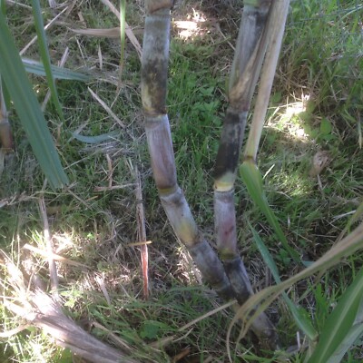 12 Pieces of Sugar Cane @ 11 inches For Chewing or Juice From a Florida ...