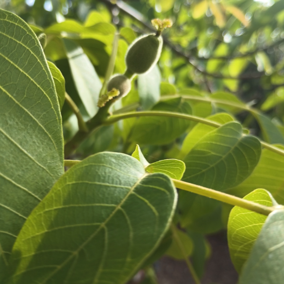 2 lb California Walnuts in Shell Harvested November 2024 | eBay