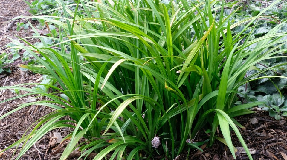 Reineckea carnea - Chinese Lucky Grass 9cm pot- Lot of 3 plants | eBay UK