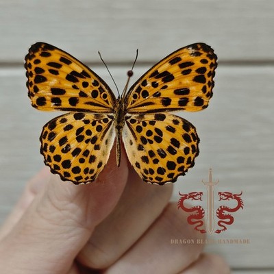 Butterfly specimen Timelaea albescens, 1pc wings spread high quality A1 ...