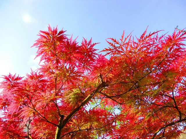 Acer Palmatum Wikipedia Acer Palmatum (Japanese Maple)
