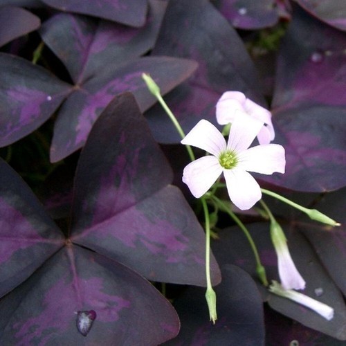 Purple Shamrock - Oxalis triangularis subsp. papilionacea. Starter ...
