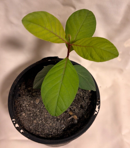 Guava Tree Psidium guajava plant seedling tropical fruiting tree | eBay UK