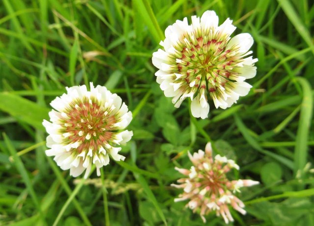 50 LBS WHITE DUTCH CLOVER SEED FOR LAWNS & GROUND COVER 800,000 SEEDS ...