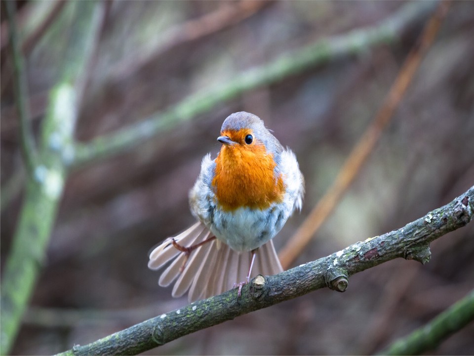 European Robin on Branch 5mm thick Plastic Poster Ready to Hang 60x45cm ...