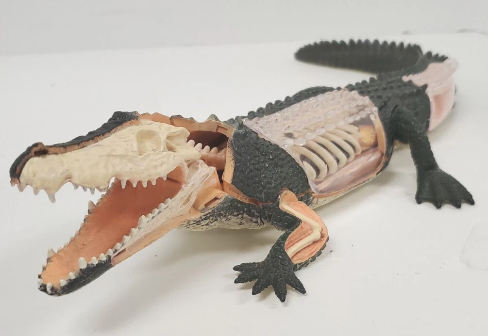 Crocodile Anatomy