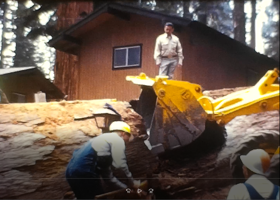 CALIFORNIA REDWOOD GIANT TREES TRIP CA VINTAGE SUPER 8 HOME Movie Film ...