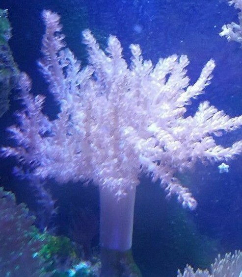 Leather Frag Pack, 4 Frags (Beginner Reef Zoas Salt Water Coral Live ...