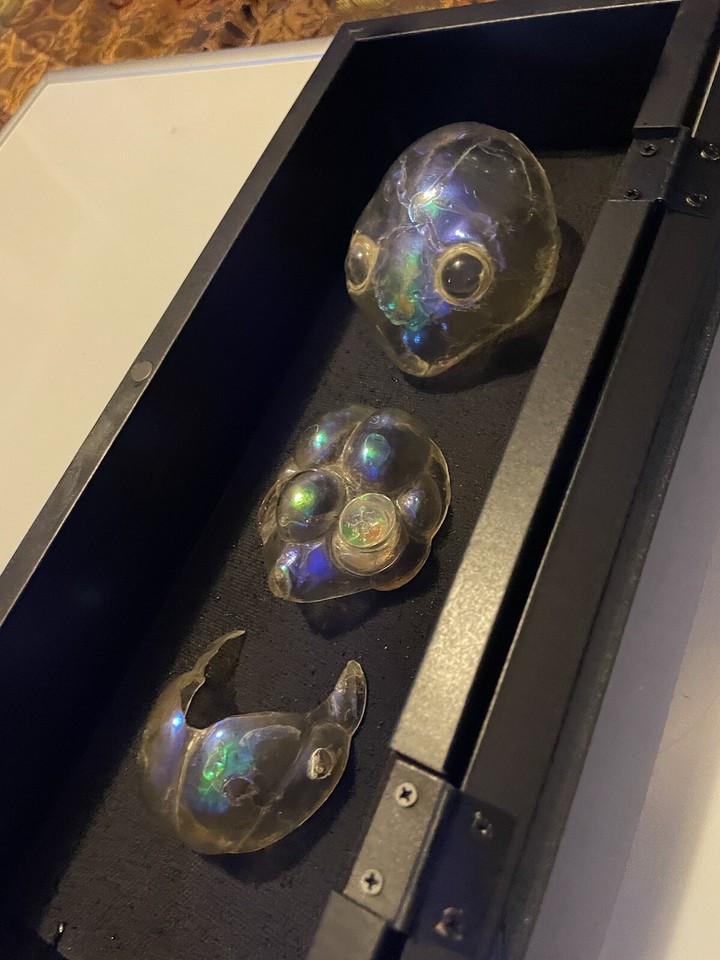 THE ABYSS Movie Props Alien Heads Skulls James Cameron SCREEN USED Sci ...