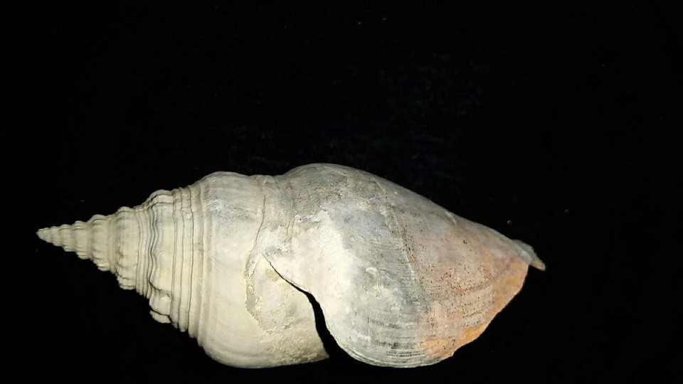 Fossil / Fossilized Strombus Strombidae gastropod shell collectors yn ...