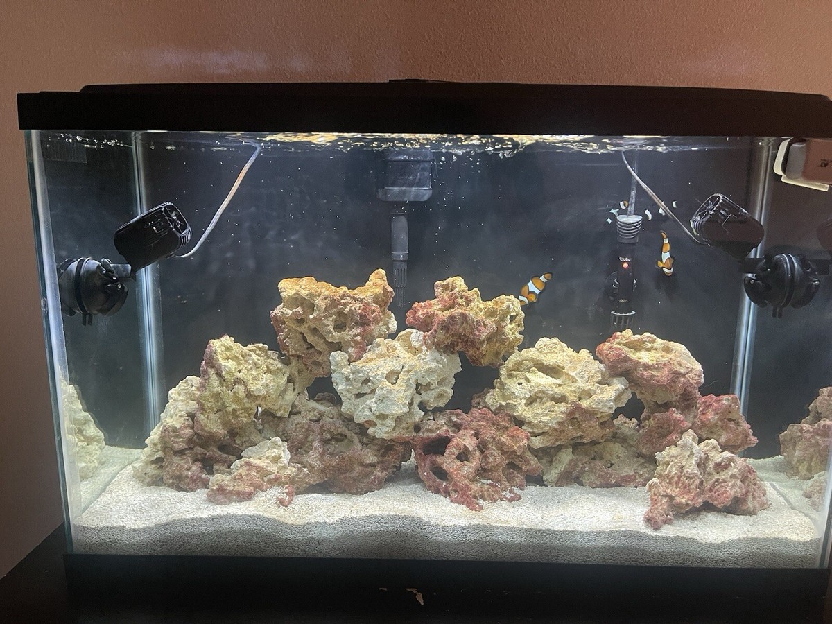 Saltwater Tanks For Beginners