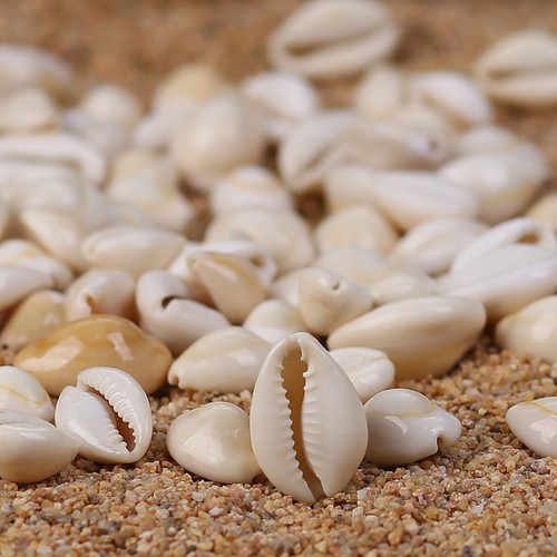 BEAUTIFUL GOLDRING COWRIE NATURAL SEA SHELLS FROM BALI, INDONESIA (100g ...