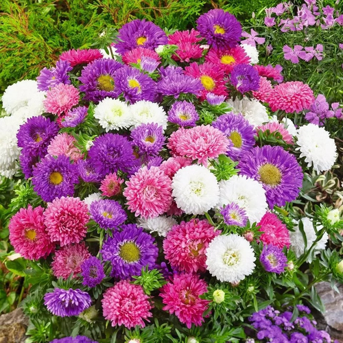 500+ Powder Puff Aster Seeds - Rainbow Mix - Chrysanthemum - Fresh Cut Flowers | eBay