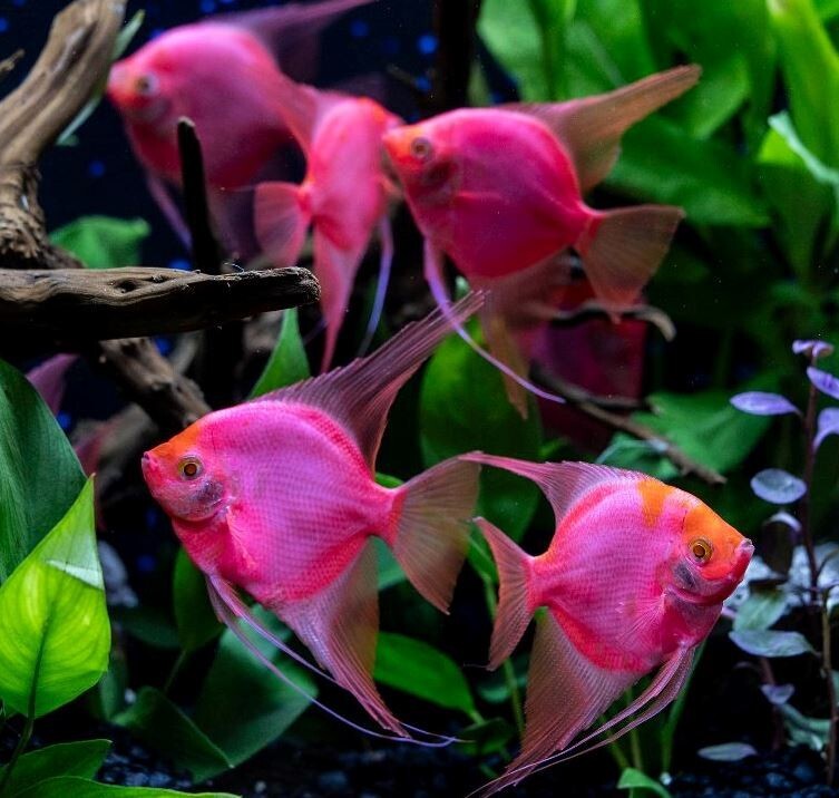 Starfire Red Angelfish 1.0–1.5” – Live Freshwater Aquarium Fish, Bright ...